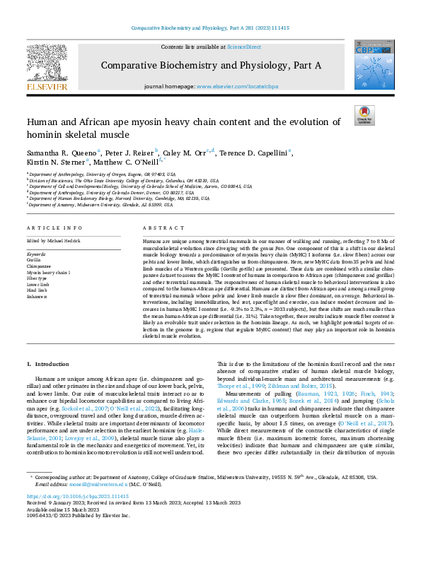 (PDF) Human and African ape myosin heavy chain content and the ...