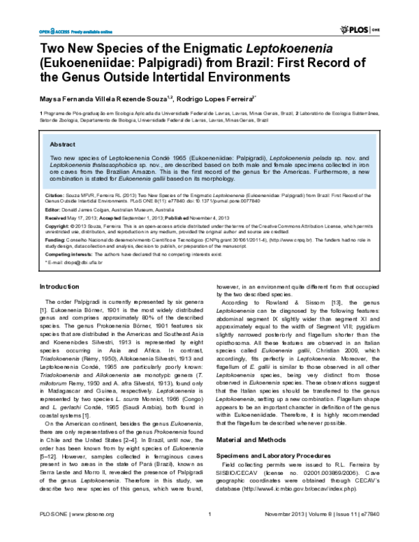 (PDF) Two New Species of the Enigmatic Leptokoenenia (Eukoeneniidae ...
