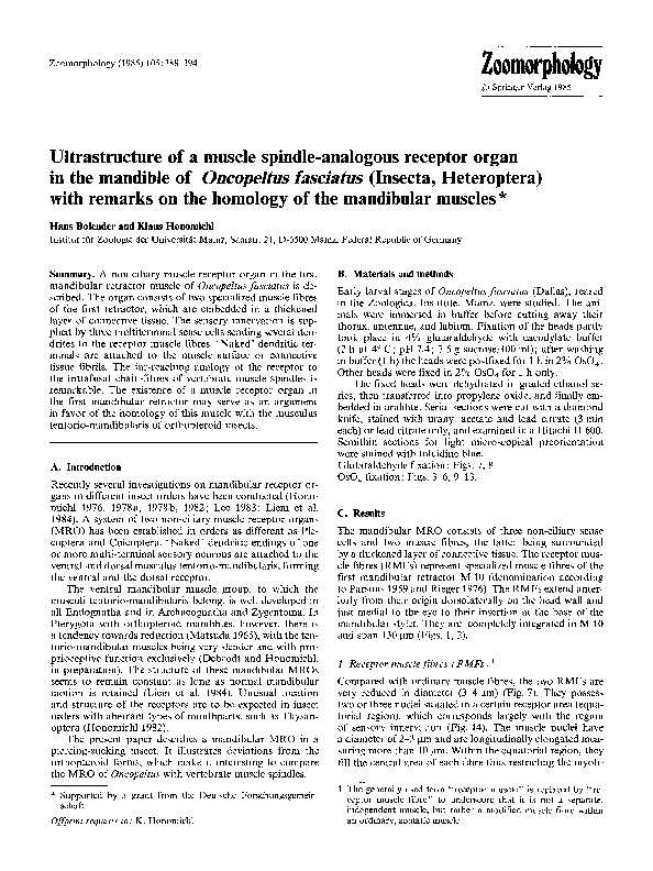 (PDF) Ultrastructure of a muscle spindle-analogous receptor organ in ...