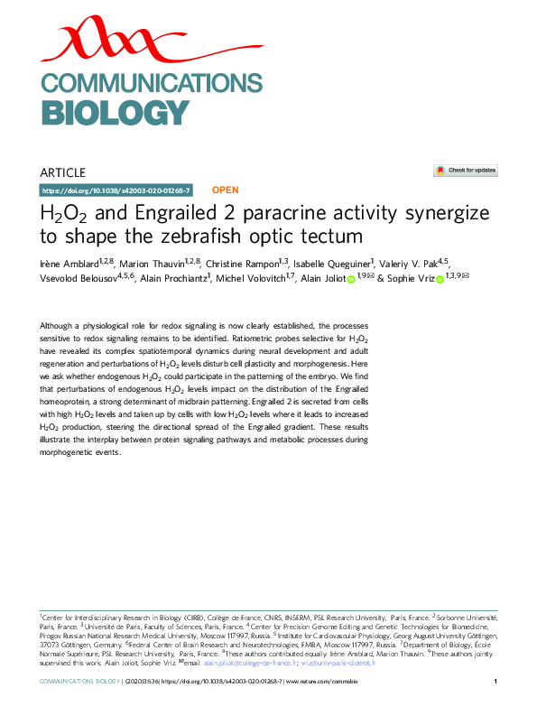 (PDF) H2O2 and Engrailed 2 paracrine activity synergize to shape the ...