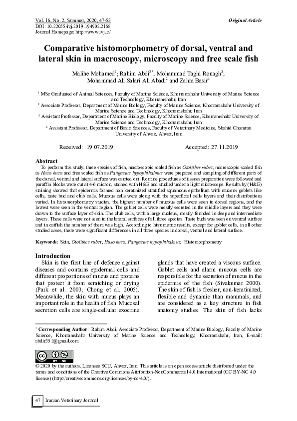(PDF) Comparative histomorphometry of dorsal, ventral and lateral skin ...