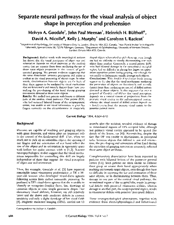 (PDF) Separate neural pathways for the visual analysis of object shape ...