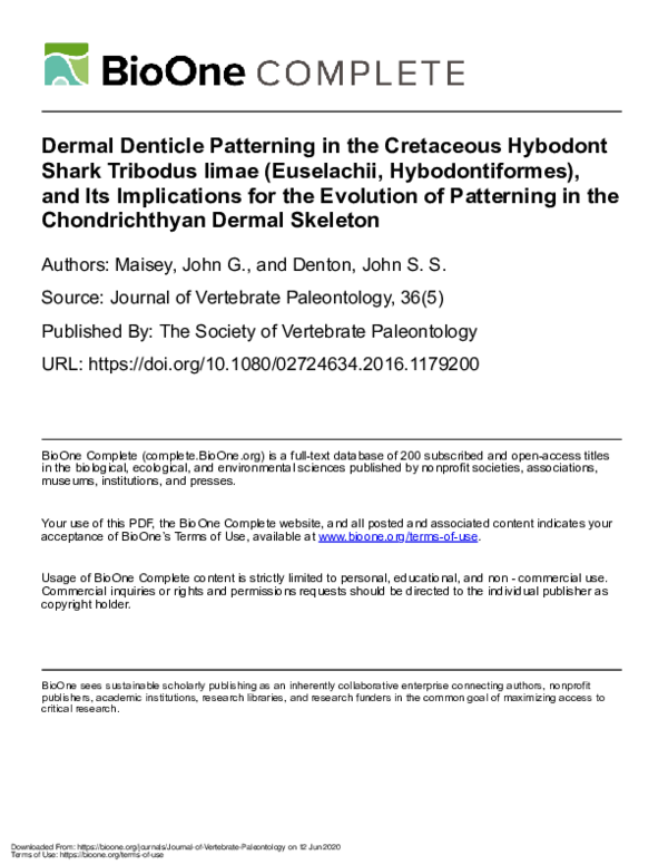 (PDF) Dermal denticle patterning in the Cretaceous hybodont shark ...