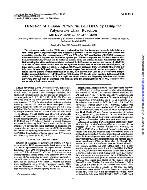 (PDF) Detection of human parvovirus B19 DNA by using the polymerase ...