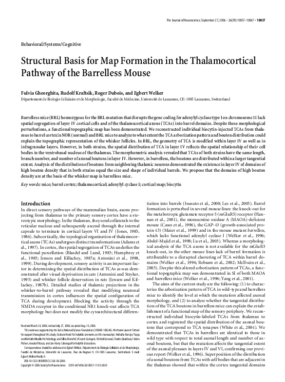 (PDF) Structural Basis for Map Formation in the Thalamocortical Pathway ...