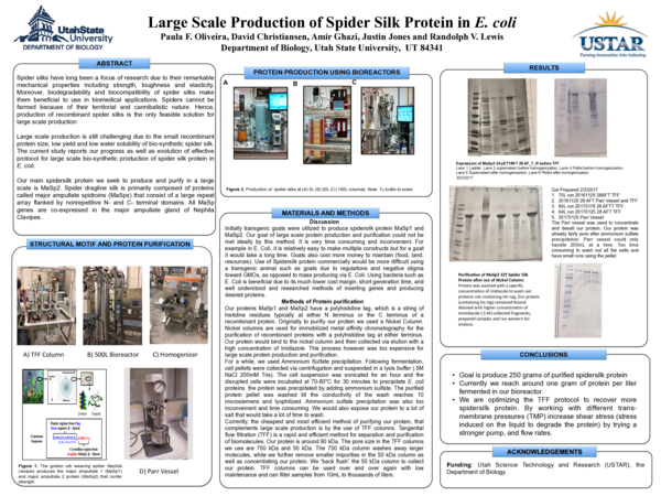 (PDF) Large Scale Production of Spider Silk Protein in E. coli