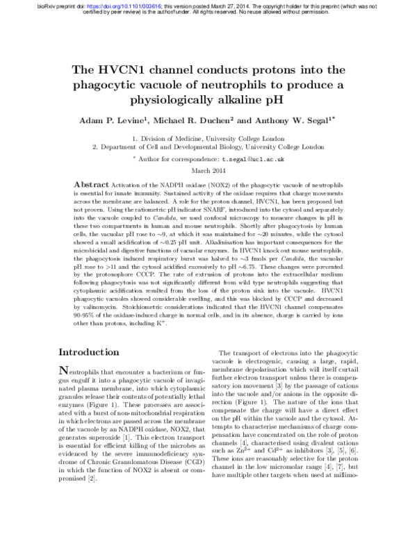 (PDF) The HVCN1 channel conducts protons into the phagocytic vacuole of ...