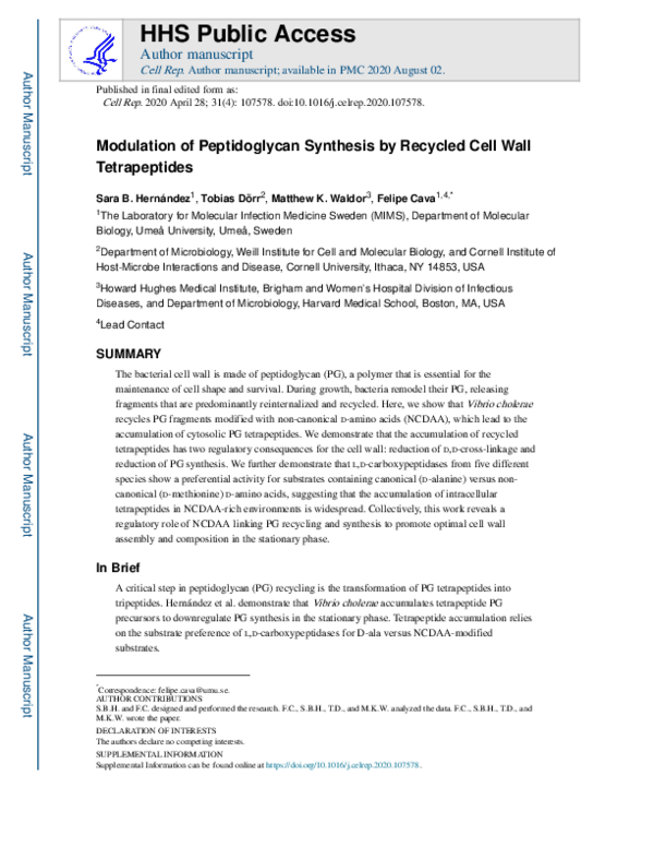(PDF) Modulation of Peptidoglycan Synthesis by Recycled Cell Wall ...