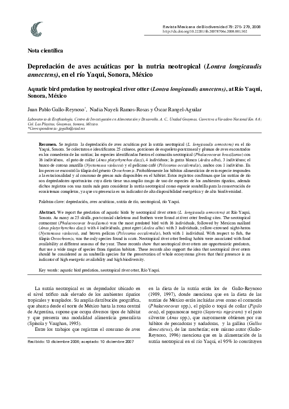(PDF) Depredación de aves acuáticas por la nutria neotropical (Lontra ...