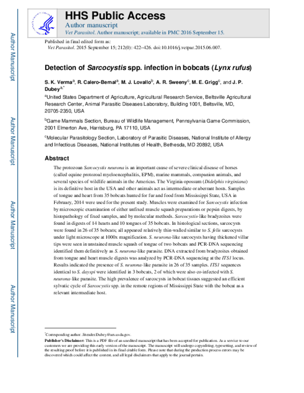 (PDF) Detection of Sarcocystis spp. infection in bobcats ( Lynx rufus )