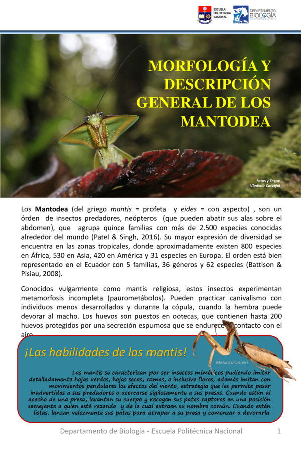 (PDF) Morfología y descripción general de los Mantodea