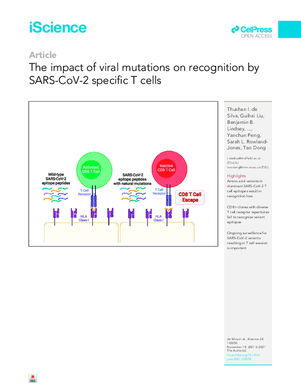 (PDF) The impact of viral mutations on recognition by SARS-CoV-2 ...