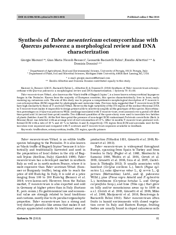 (PDF) Synthesis of Tuber mesentericum ectomycorrhizae with Quercus ...
