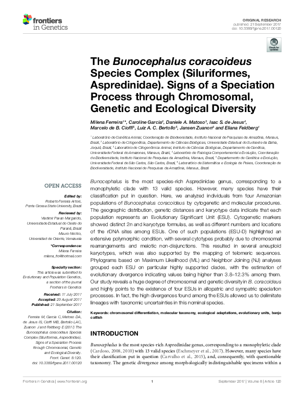 (PDF) The Bunocephalus coracoideus Species Complex (Siluriformes ...