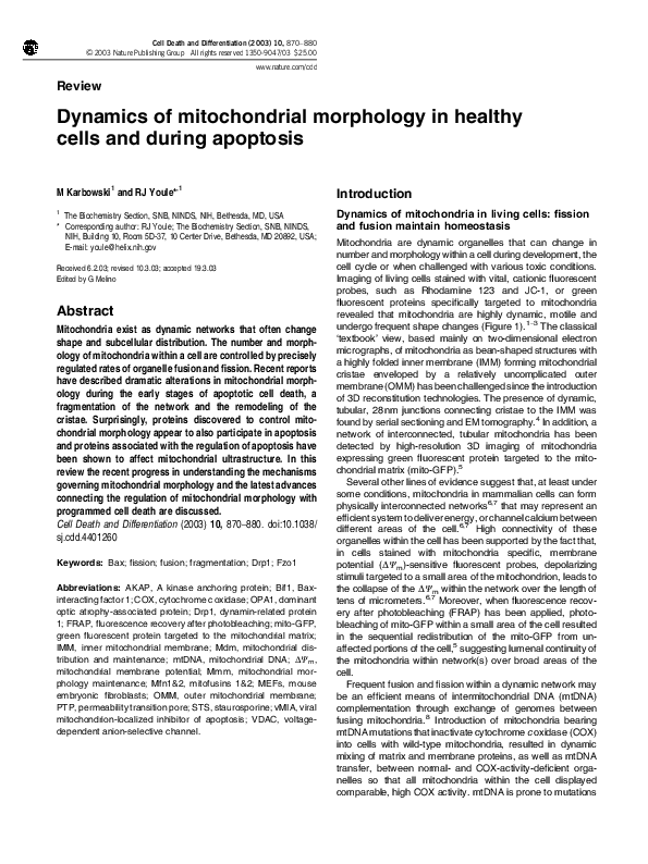 (PDF) Dynamics of mitochondrial morphology in healthy cells and during ...