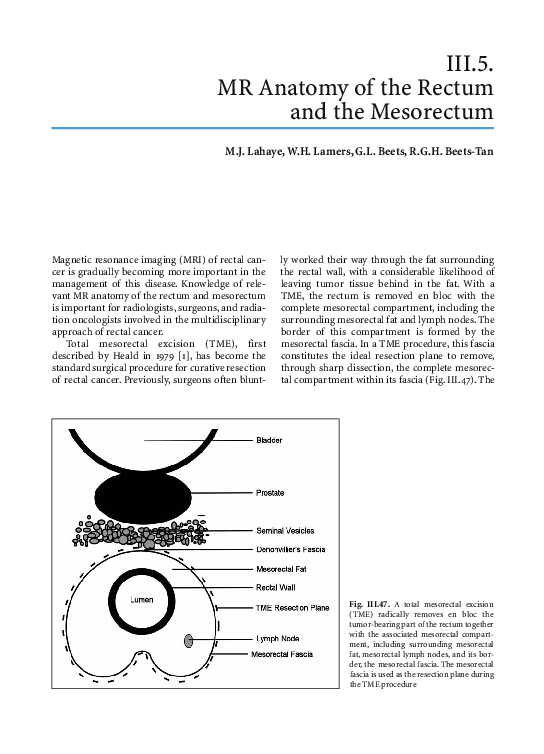 (PDF) MR Anatomy of the Rectum and the Mesorectum