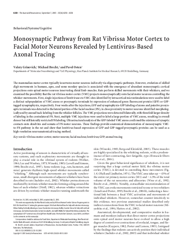 (PDF) Monosynaptic Pathway from Rat Vibrissa Motor Cortex to Facial ...