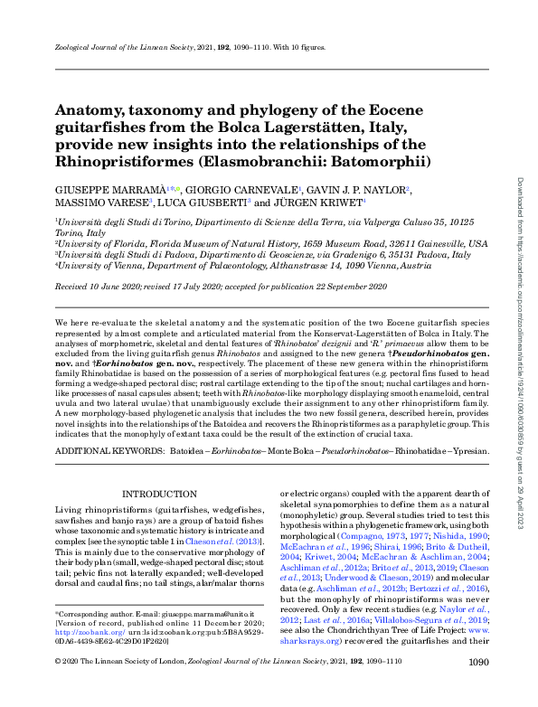 (PDF) Anatomy, taxonomy and phylogeny of the Eocene guitarfishes from ...