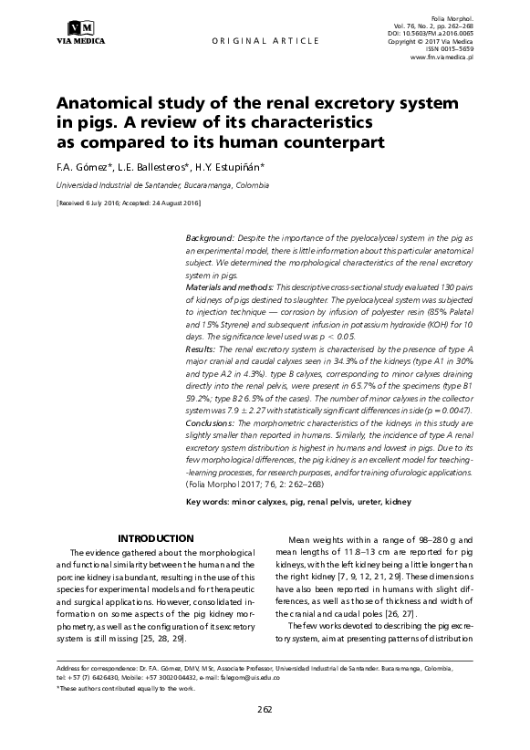 (PDF) Anatomical study of the renal excretory system in pigs. A review ...