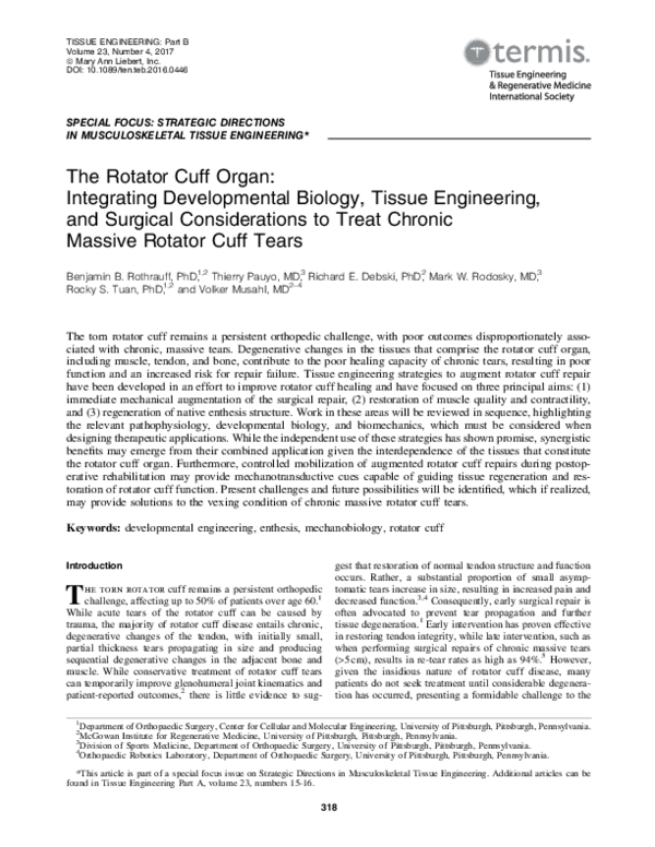 (PDF) The Rotator Cuff Organ: Integrating Developmental Biology, Tissue ...