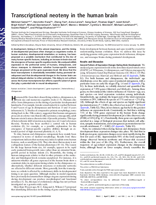 (PDF) Transcriptional neoteny in the human brain
