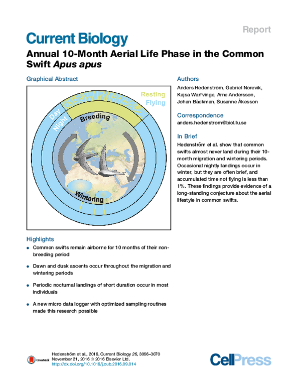 (PDF) Annual 10-Month Aerial Life Phase in the Common Swift Apus apus