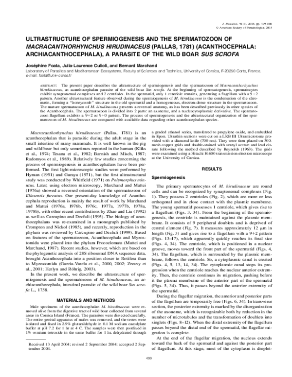 (PDF) Ultrastructure of spermiogenesis and the spermatozoon of ...