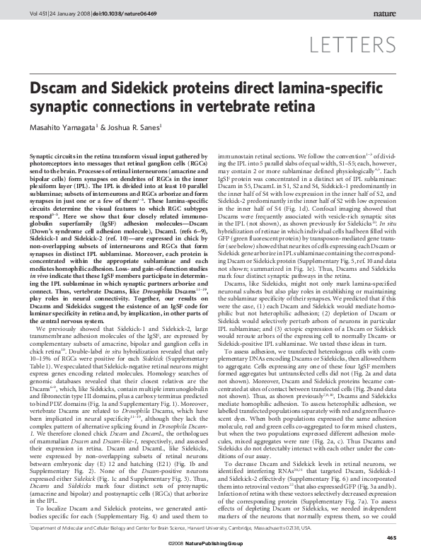 (PDF) Dscam and Sidekick proteins direct lamina-specific synaptic ...
