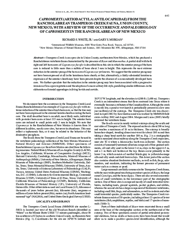 (PDF) Capromeryx (Artiodactyla: Antilocapridae) from the Rancholabrean ...