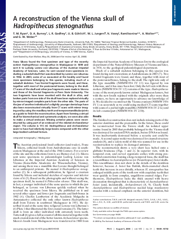 (PDF) A reconstruction of the Vienna skull of Hadropithecus stenognathus