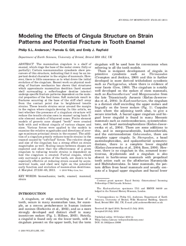(PDF) Modeling the Effects of Cingula Structure on Strain Patterns and ...