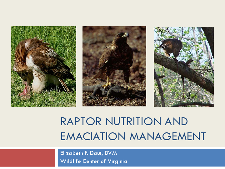 (PDF) RAPTOR NUTRITION AND EMACIATION MANAGEMENT