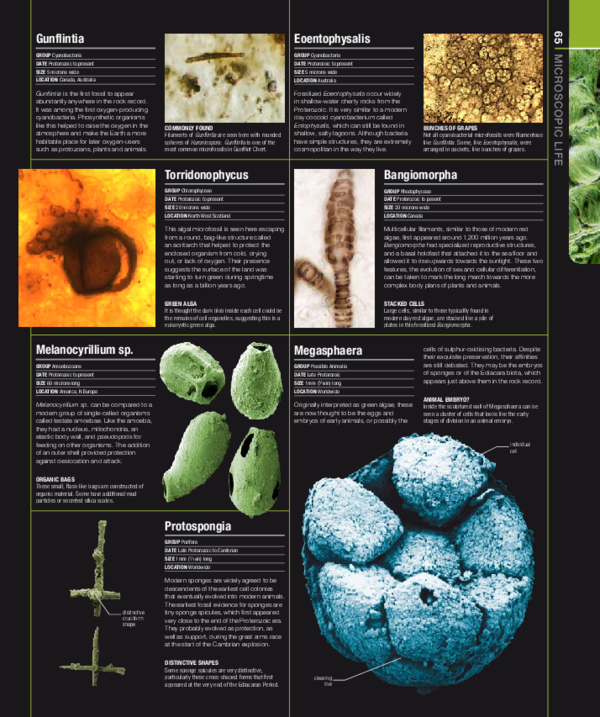 (PDF) Proterozoic Life 2. Images
