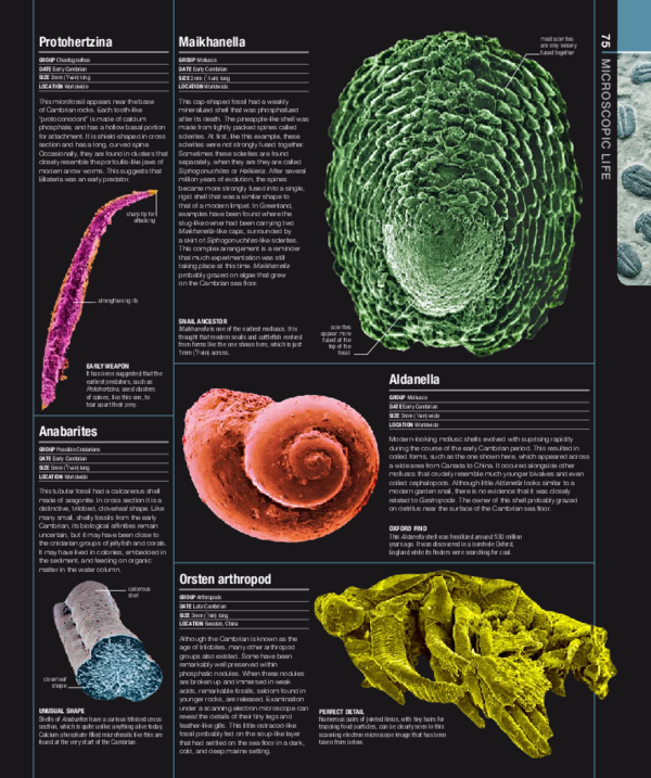 (PDF) Cambrian Life 2. Images