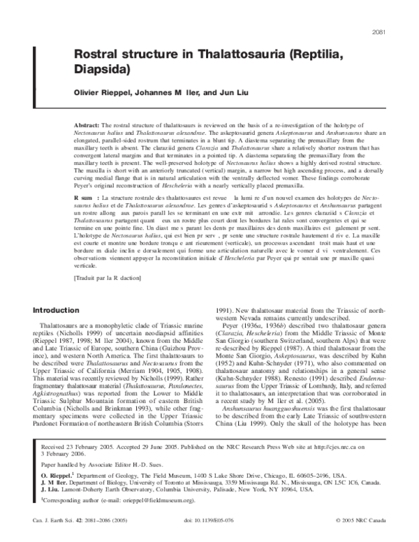 (PDF) Rostral structure in Thalattosauria (Reptilia, Diapsida)
