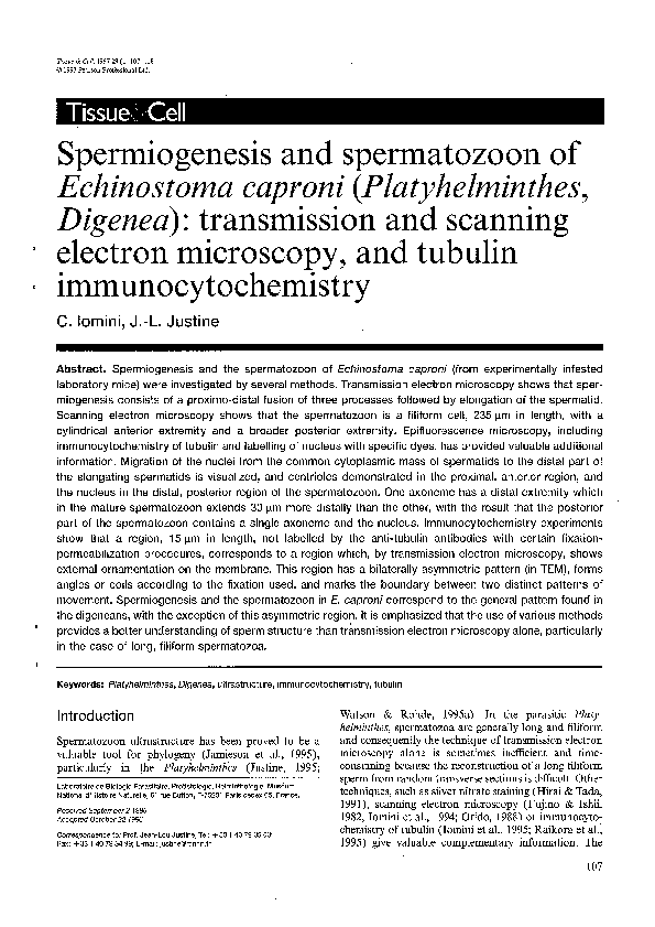 (PDF) Spermiogenesis and spermatozoon of Echinostoma caproni ...