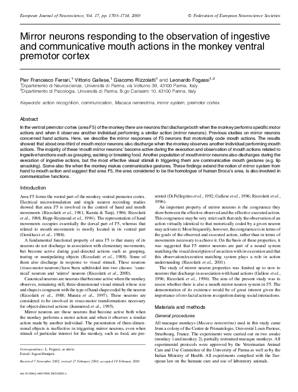 (PDF) Mirror neurons responding to the observation of ingestive and communicative mouth actions ...