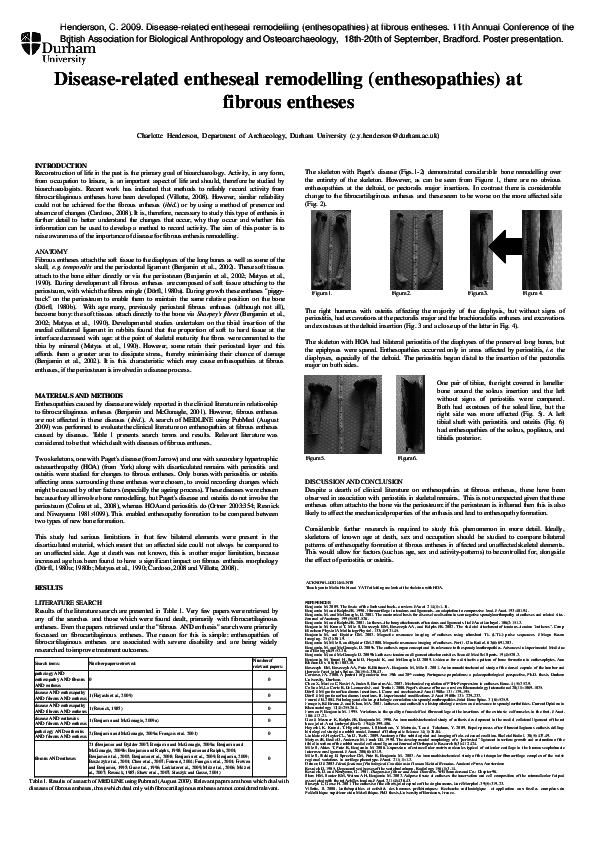 (PDF) Disease-related entheseal remodelling (enthesopathies) at fibrous ...
