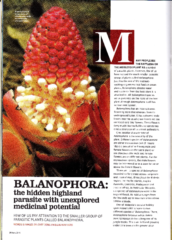 (PDF) Balanophora : the hidden highland parasite with unexplored ...