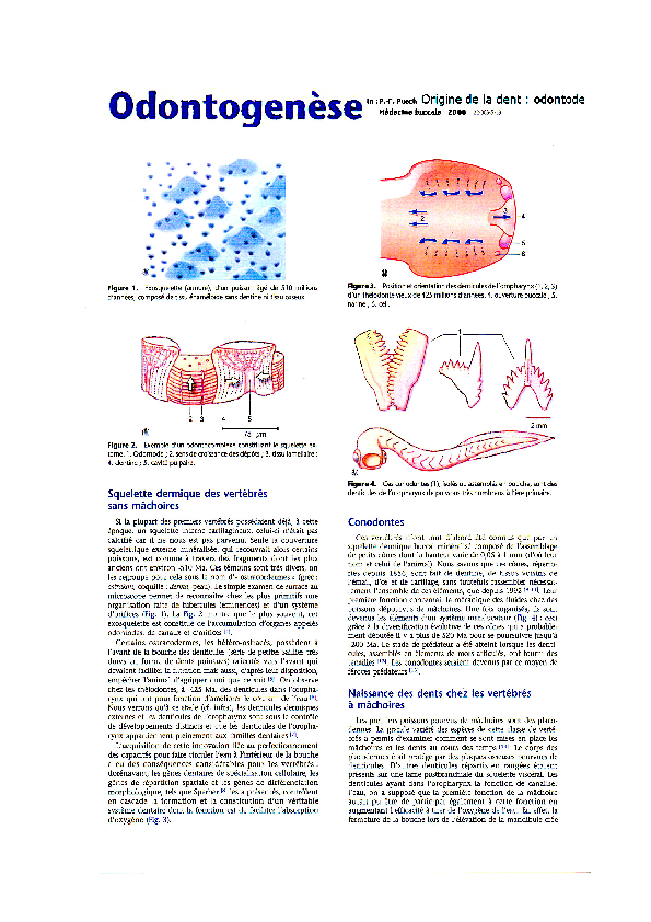 (PDF) Homology: Odontode, Odontogenesis and Teeth