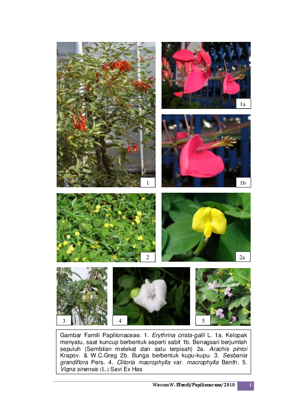 (PDF) Papilionaceae