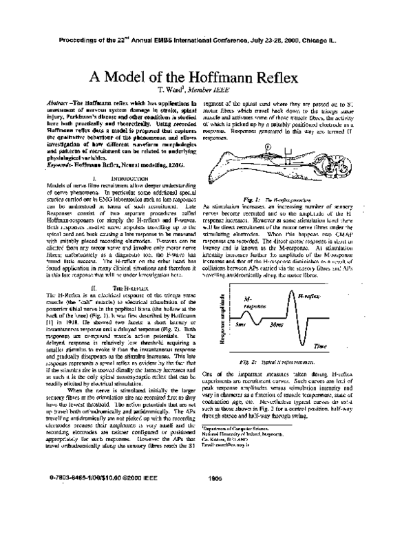 (PDF) A model of the Hoffmann reflex