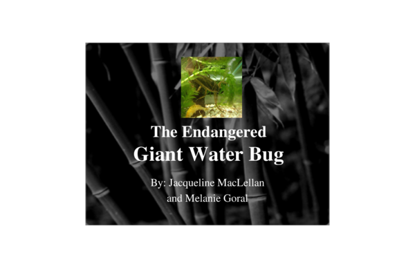 (PDF) The Giant Water Bug
