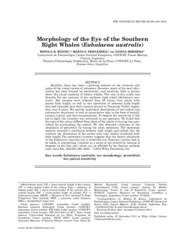 (PDF) Morphology of the Eye of the Southern Right Whales (Eubalaena ...