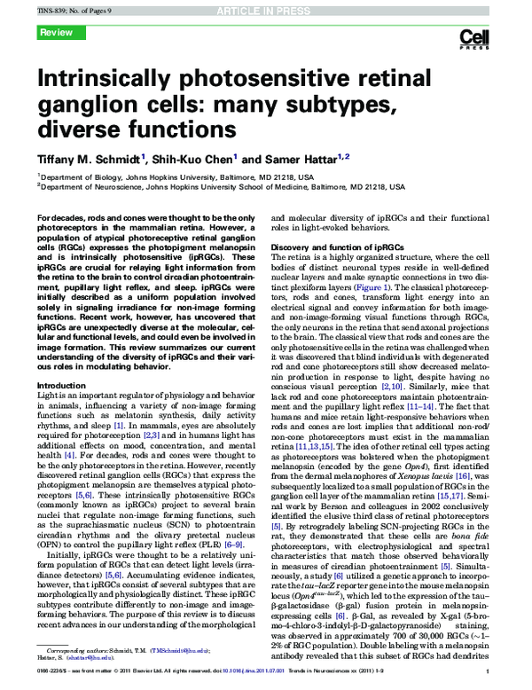 (PDF) Intrinsically photosensitive retinal ganglion cells: many ...