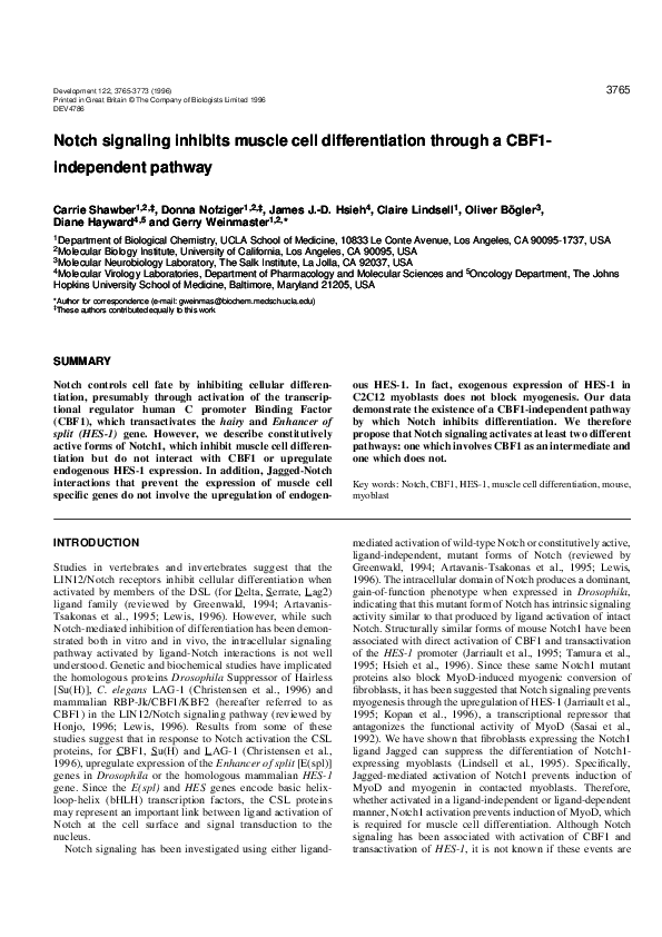 (PDF) Notch signaling inhibits muscle cell differentiation through a ...