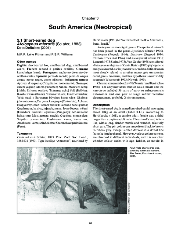 (PDF) The short eared dog (Atelocynus microtis)