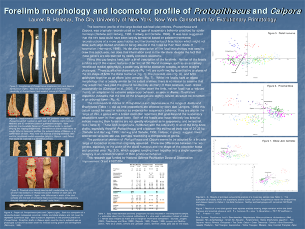 (PDF) Forelimb morphology and locomotor profile of Protopithecus and ...