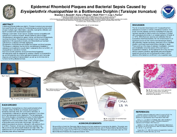 (PDF) Epidermal Rhomboid Plaques and Bacterial Sepsis Caused by ...