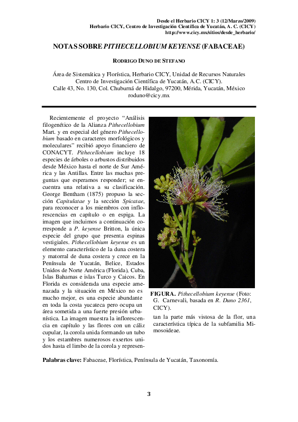 (PDF) Notas sobre Pithecellobium lanceolatum (Willd.) Benth. (Fabaceae)